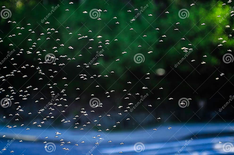 Insects flying in the air stock image. Image of insects - 83352935