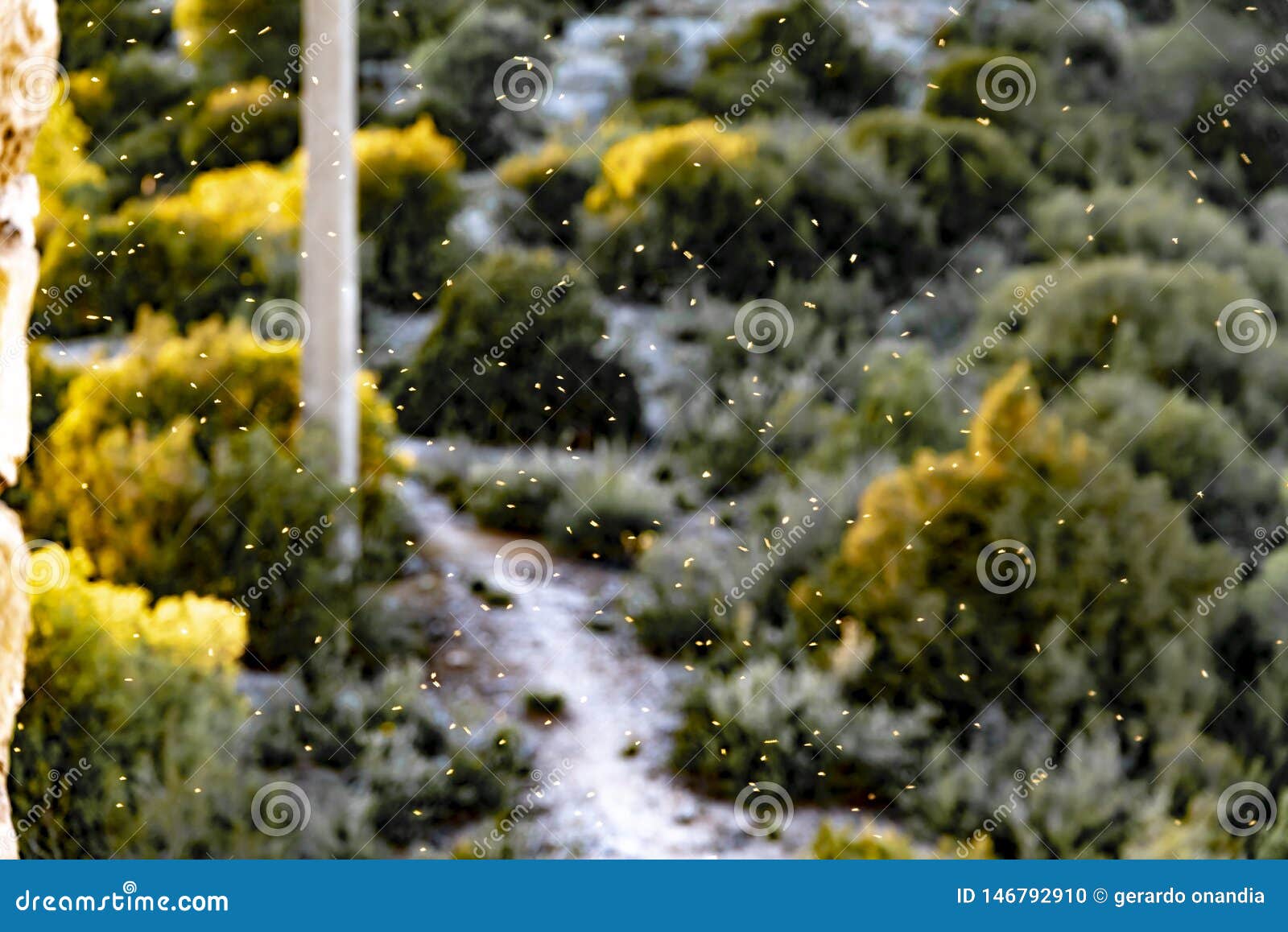 Insects flying at sunset stock photo. Image of dead - 146792910