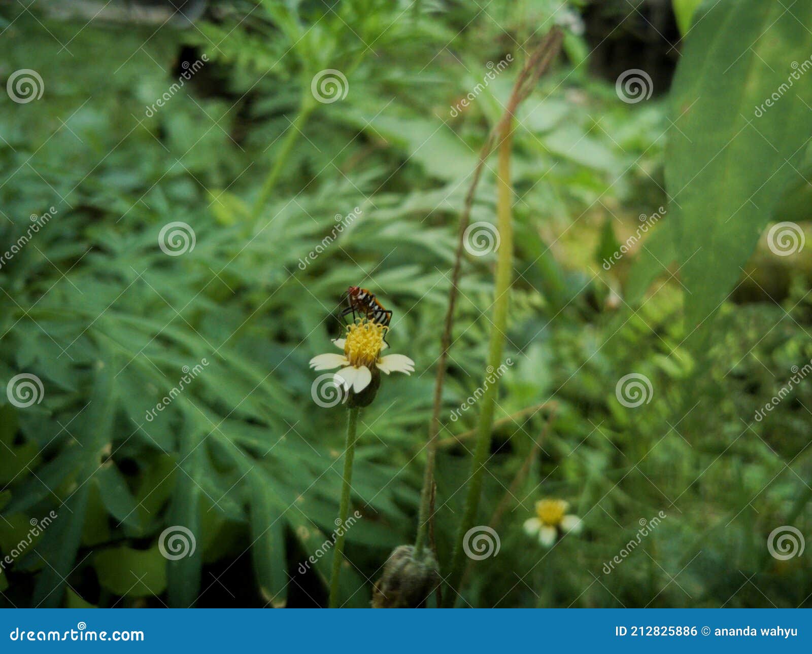 Insects Forage on Blooming Flowers Stock Photo - Image of close, plant ...