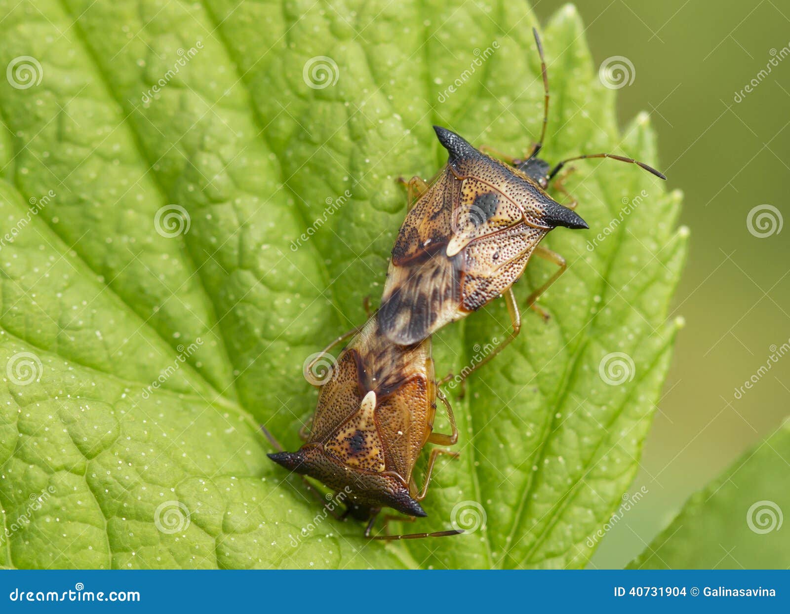 Insects of Forest Bugs (pairing) Stock Photo - Image of insects, forest ...