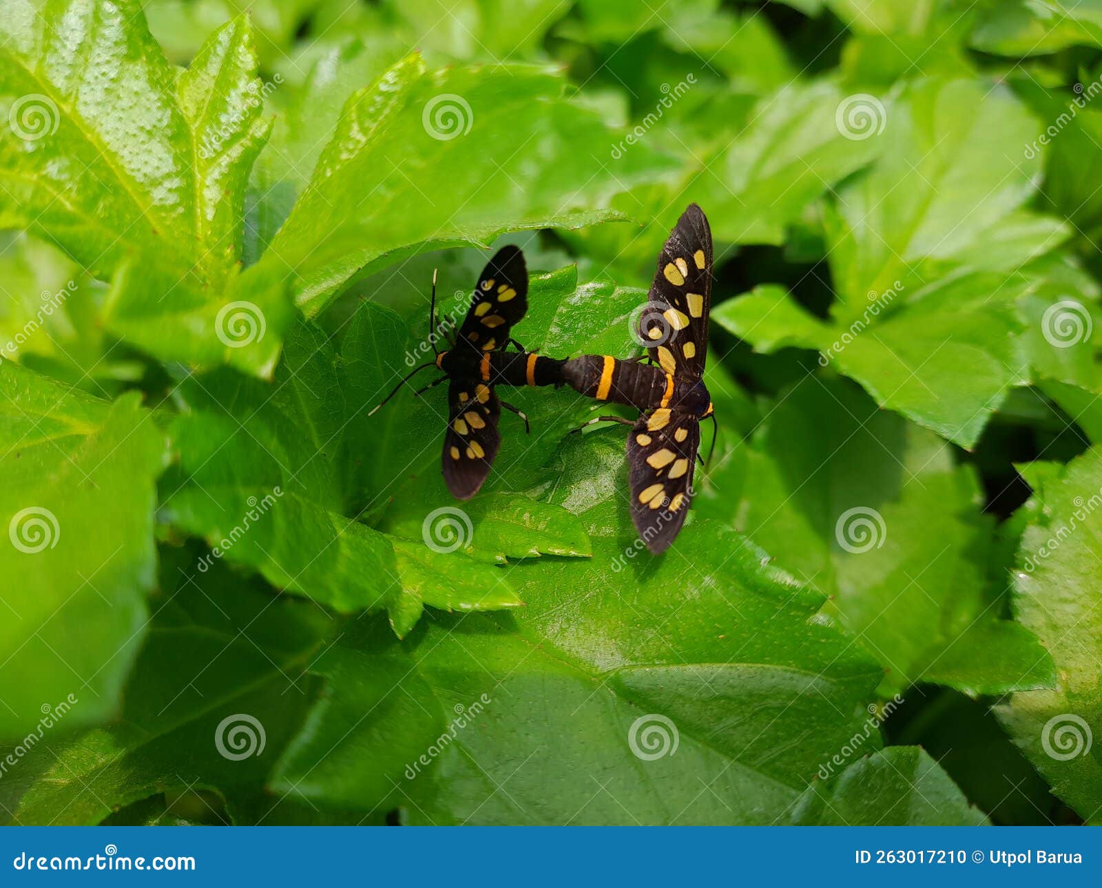 Insects in Forest with Green Background Stock Photo - Image of ...