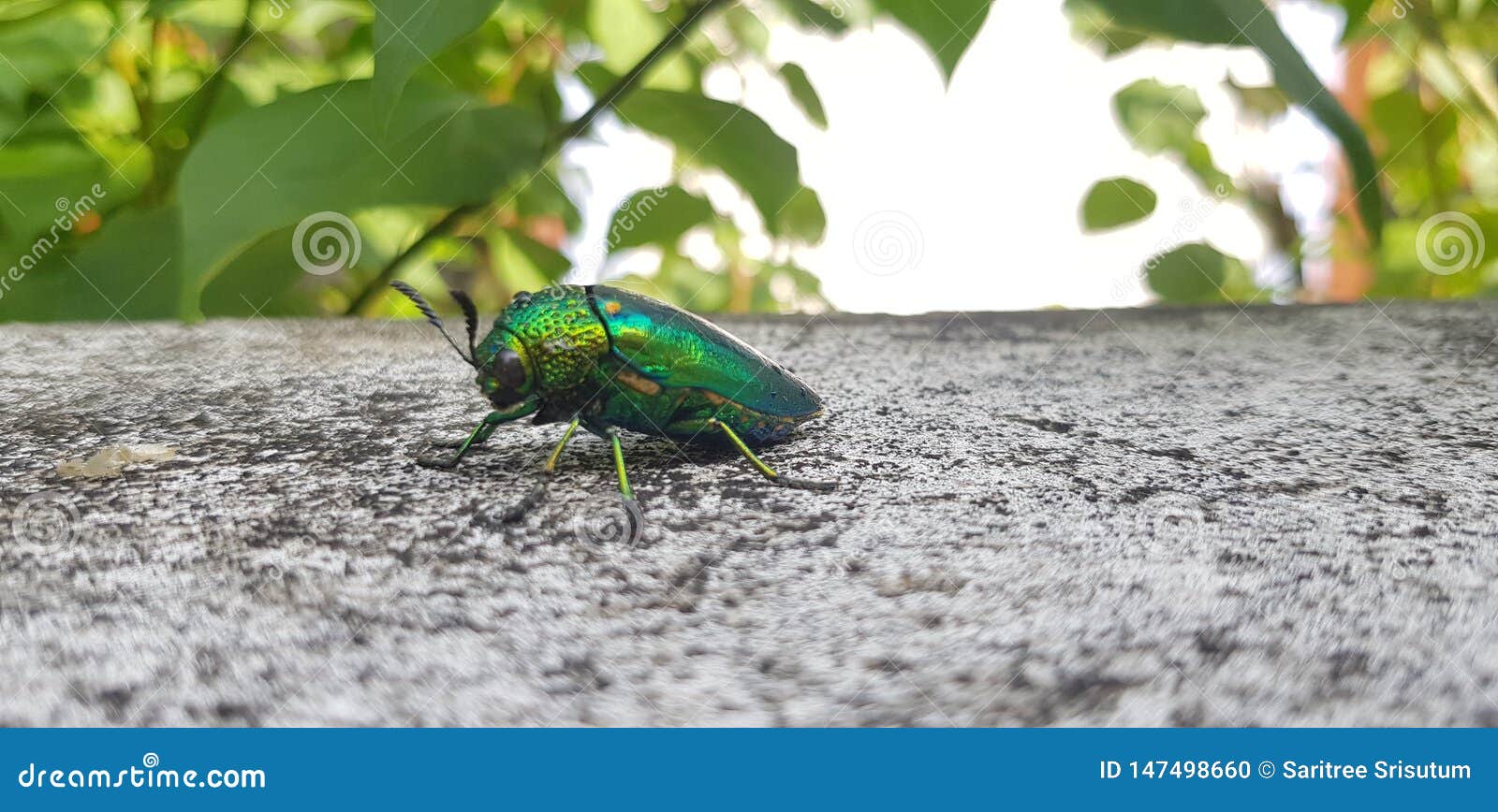 Insects Forest Stock Photos - Download 14,276 Royalty Free Photos