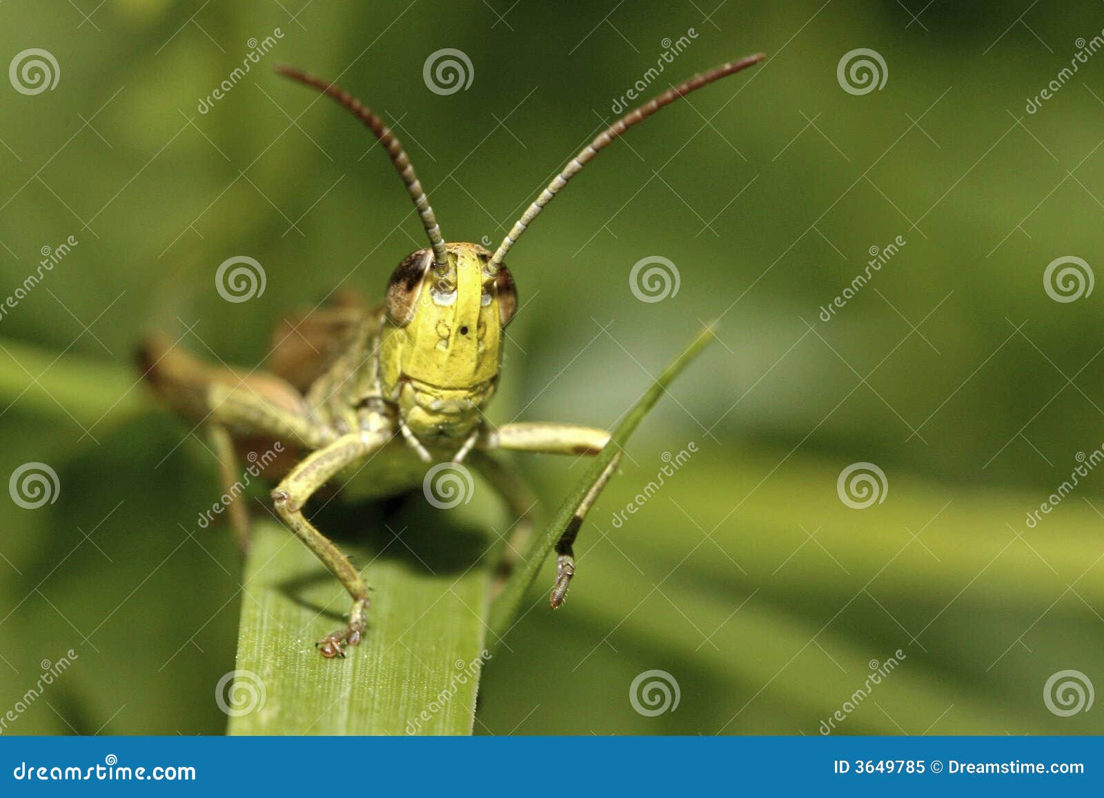Insects of France stock image. Image of positions, france - 3649785