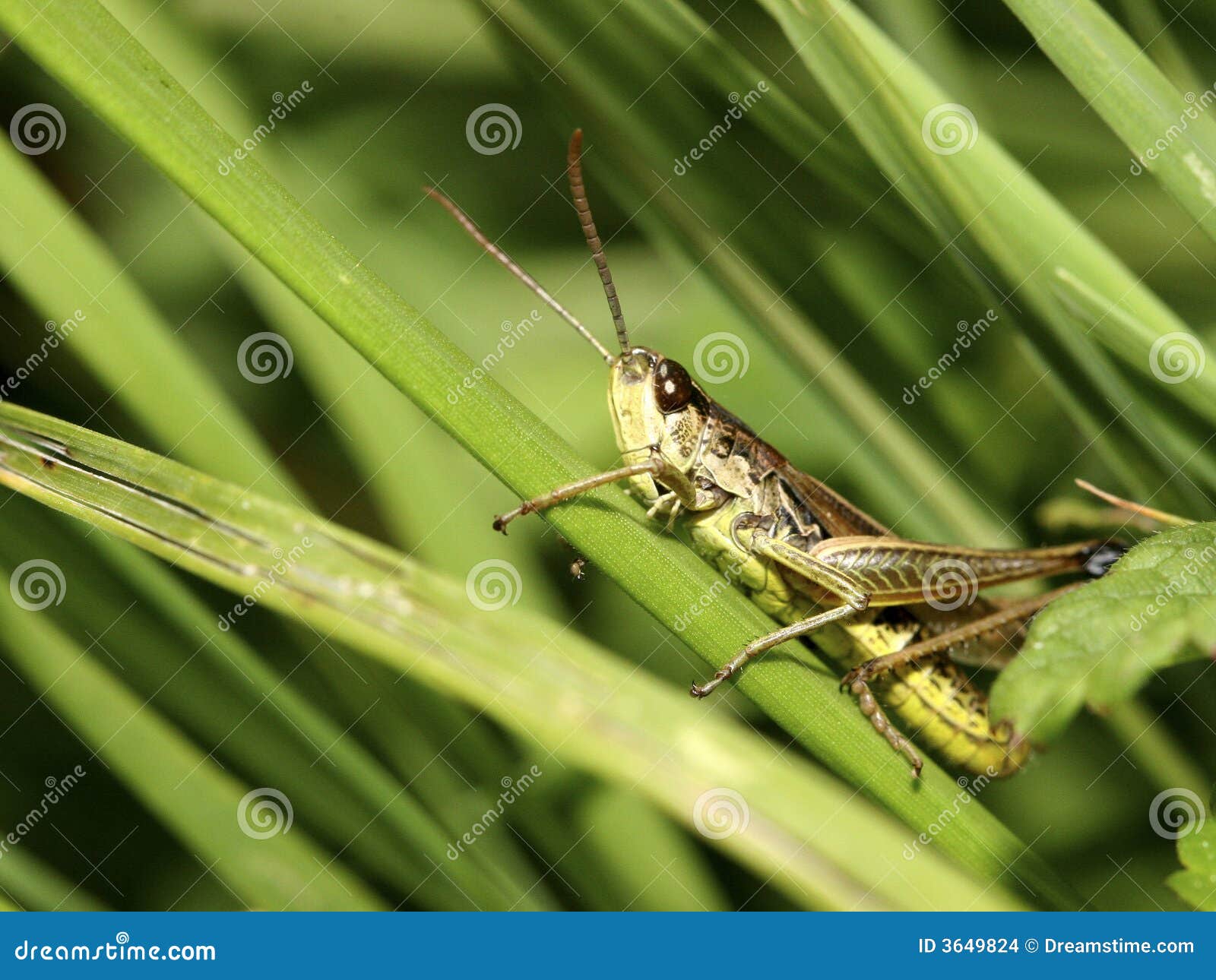 Insects of France stock photo. Image of antenna, grass - 3649824