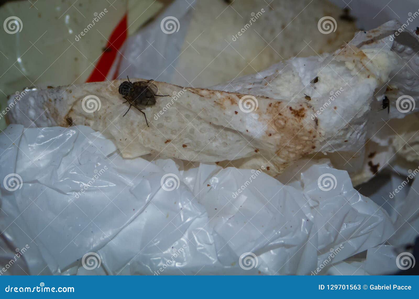 Insects in the garbage stock image. Image of invertebrate - 129701563
