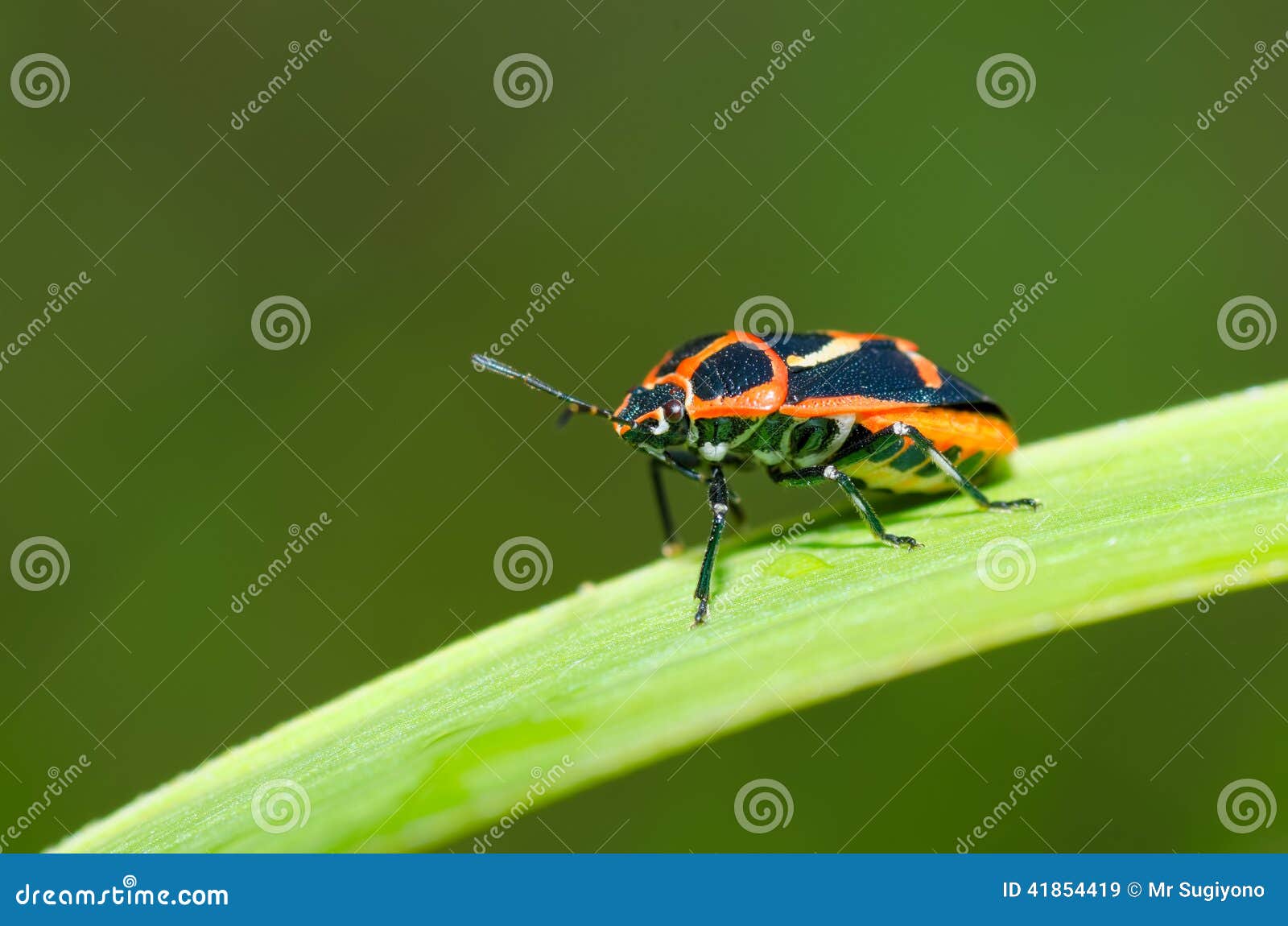 Insects On The Grass Royalty-Free Stock Photo | CartoonDealer.com #41854419