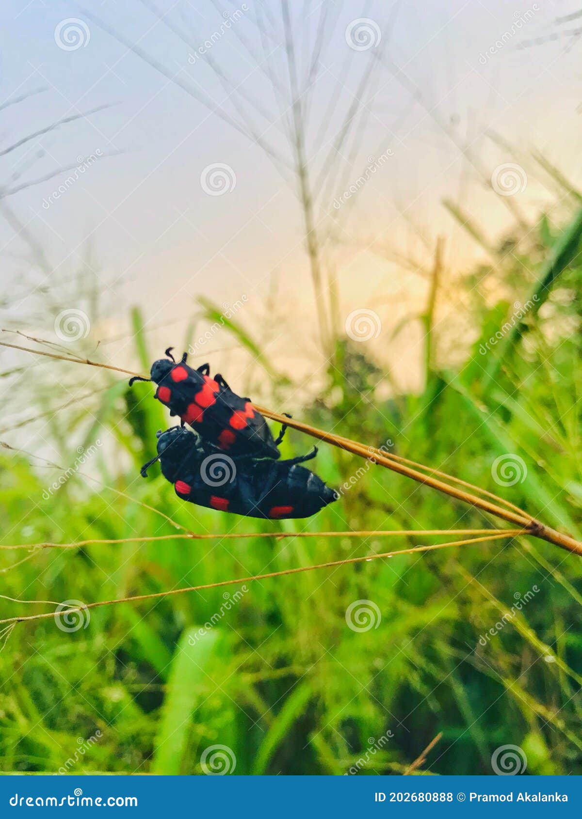Insects on the Grass. they are Eating Leaves in the Grass Stock Photo ...
