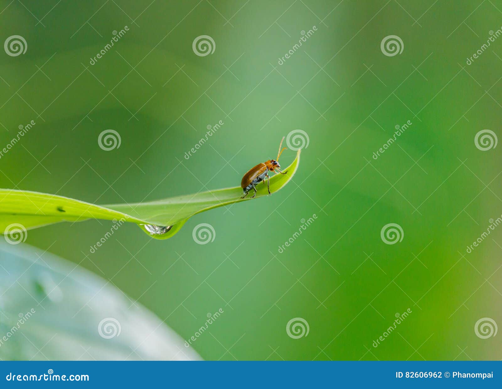 Insects on the Grass and Water Droplets. Stock Photo - Image of insect ...