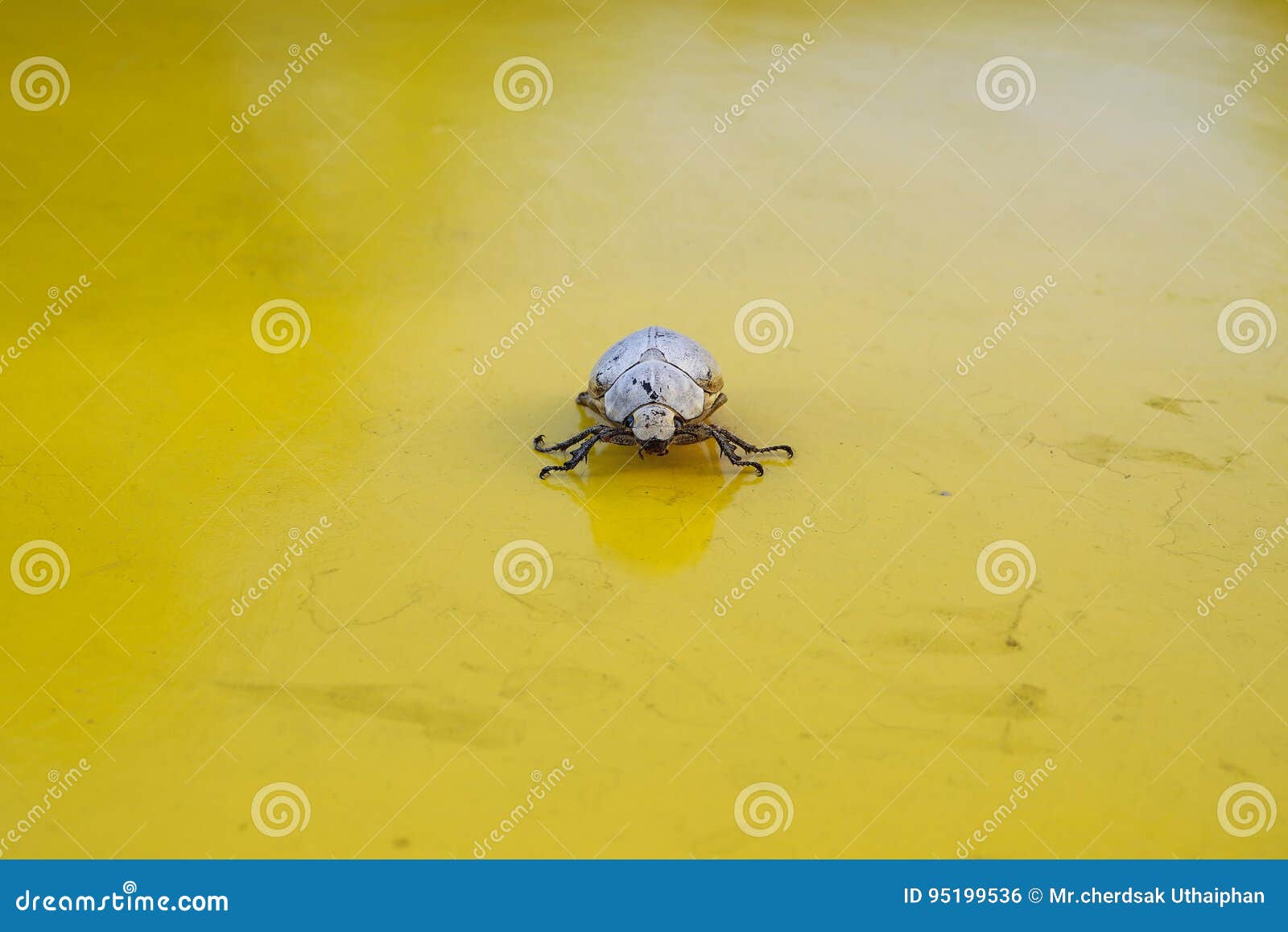 Insects stock photo. Image of table, closeup, outdoors - 95199536