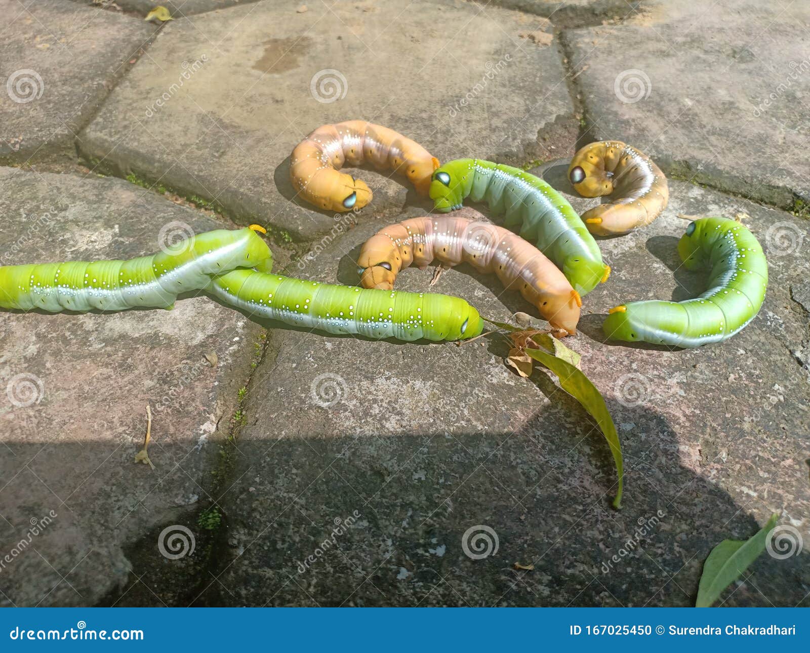 Insects Green As Snakes Long Insects Worm Stock Photo - Image of plant ...
