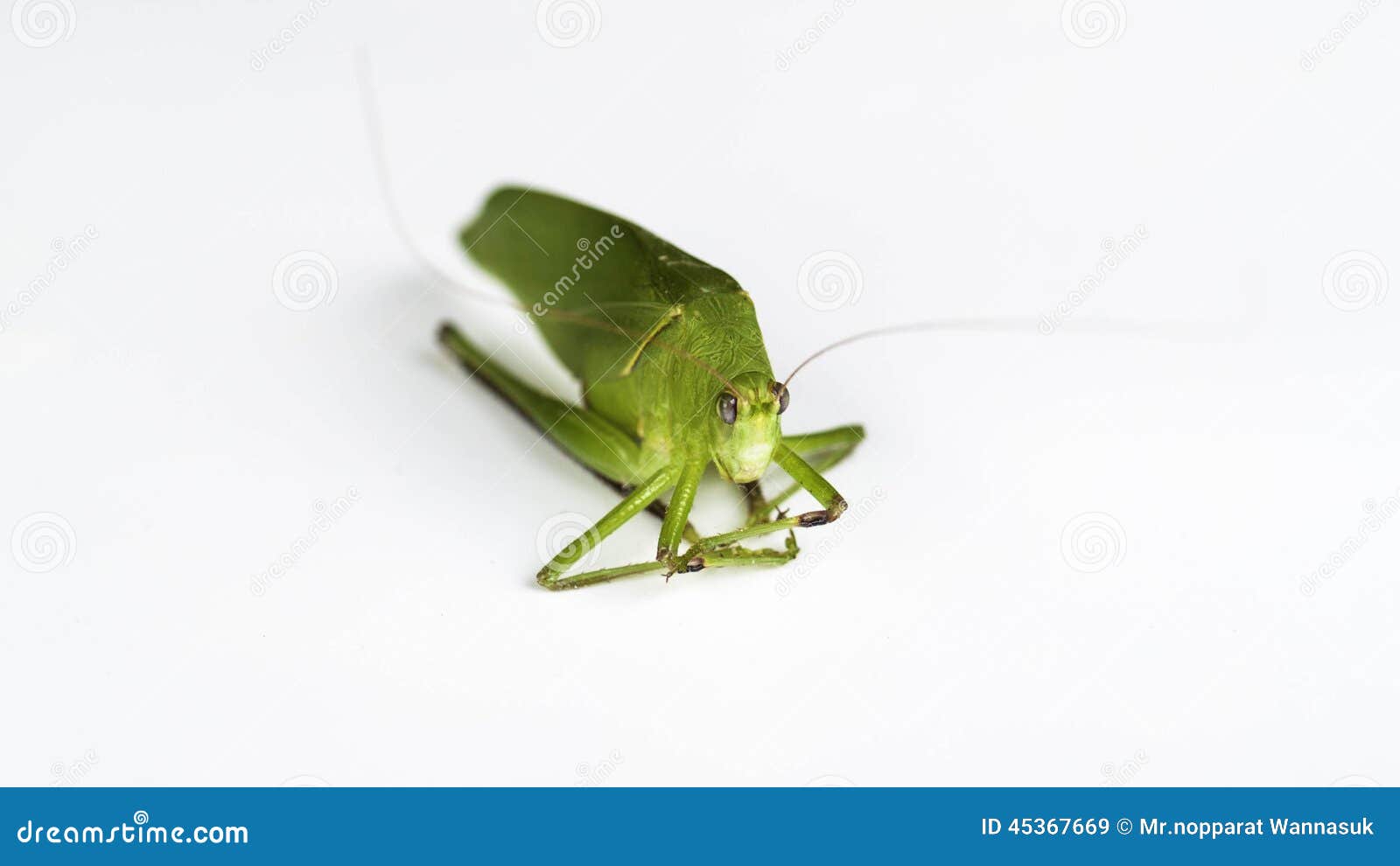 Insects stock image. Image of forest, food, plants, thailand - 45367669