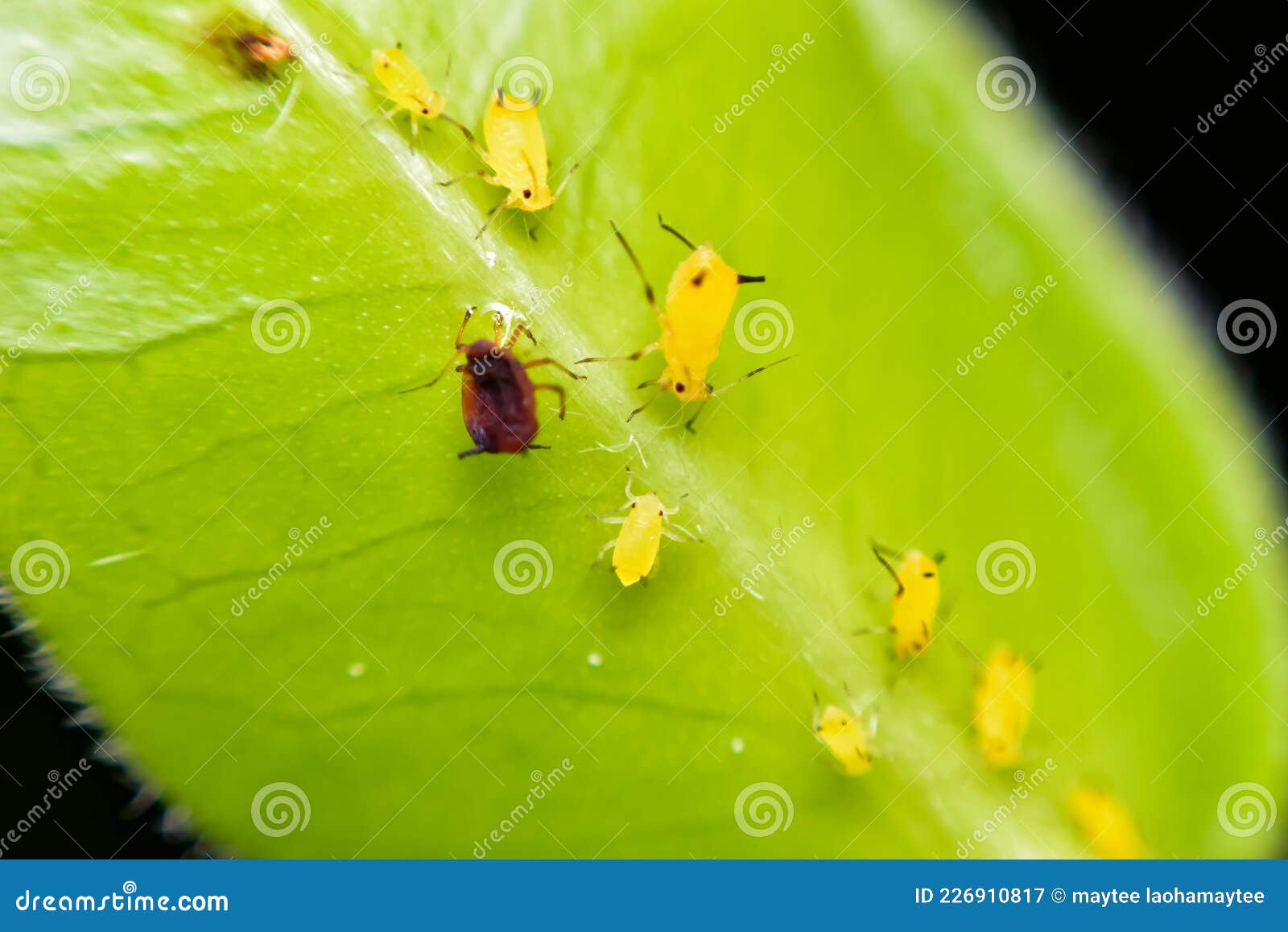 Insects are on green leaf. stock image. Image of cute - 226910817