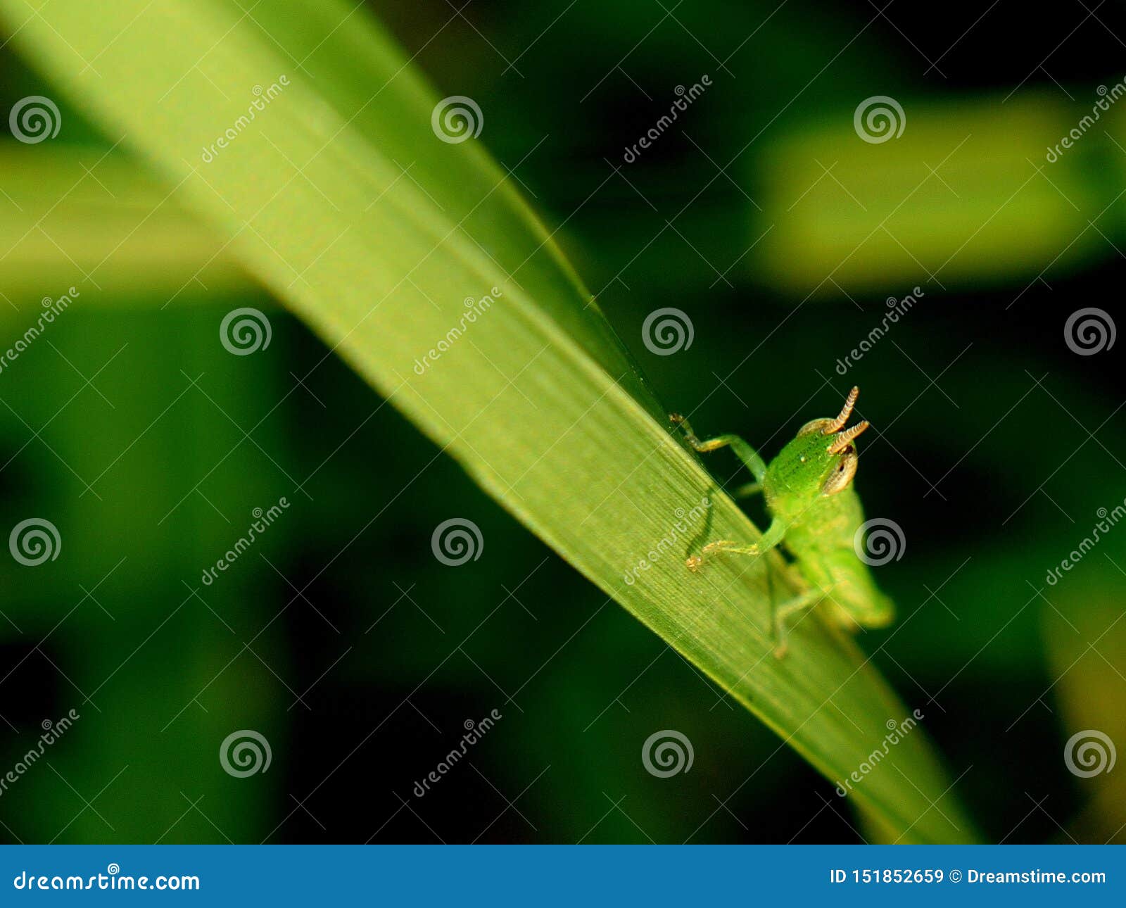 Insects in green leaf stock image. Image of insects - 151852659