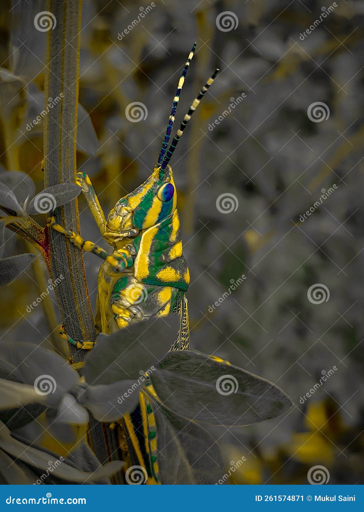 Insects Green Plants Nature Soil Stock Image - Image of plant, green ...