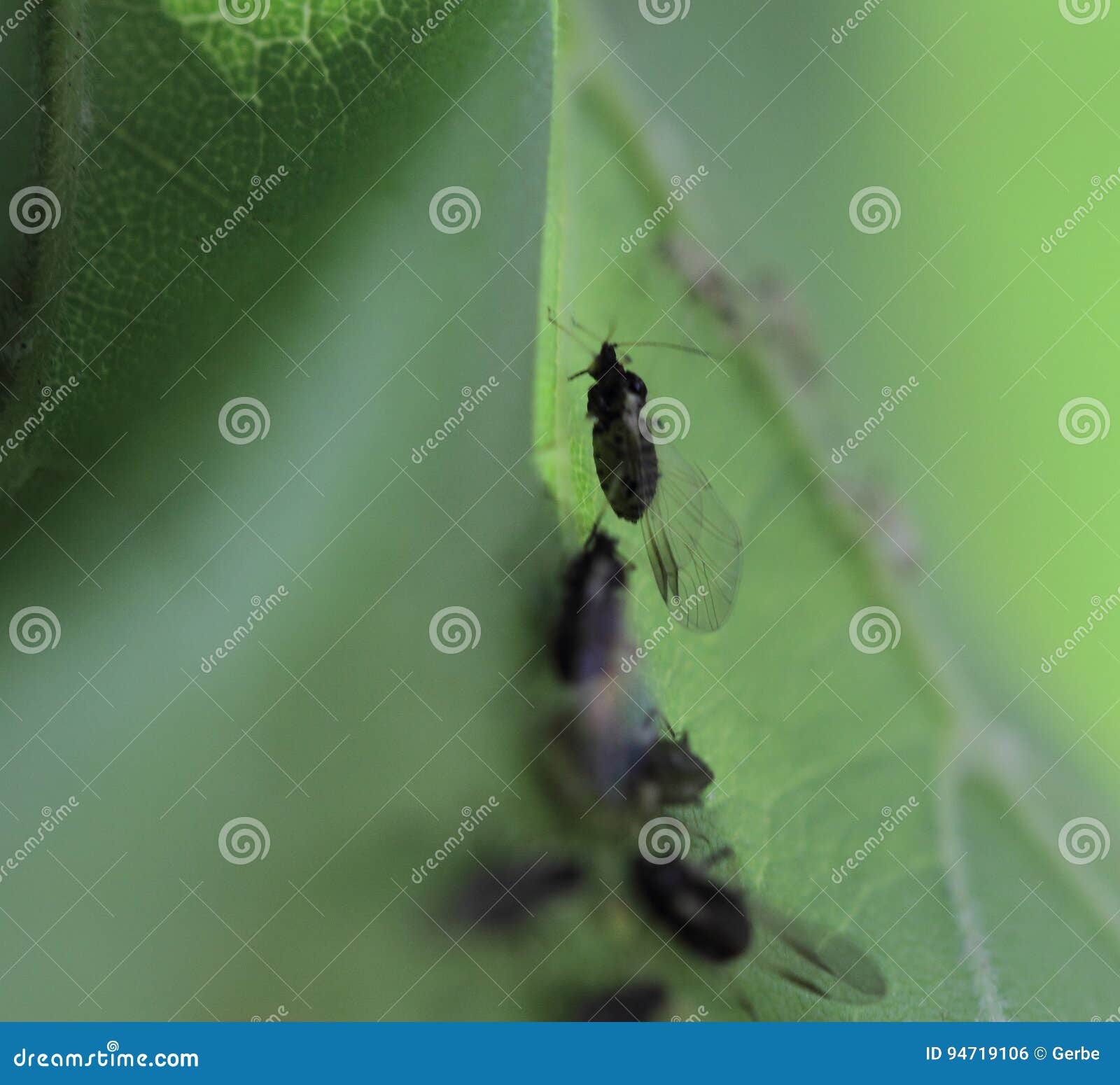 Insects stock photo. Image of group, nature, insects - 94719106