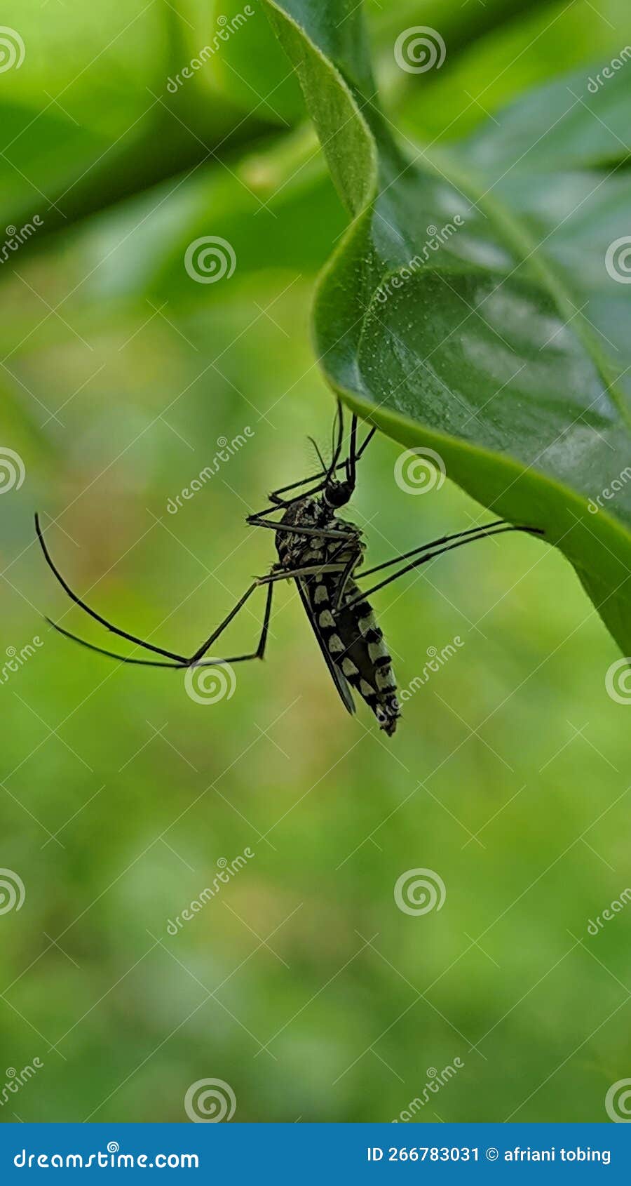 Insects hanging on leaves stock image. Image of animal - 266783031