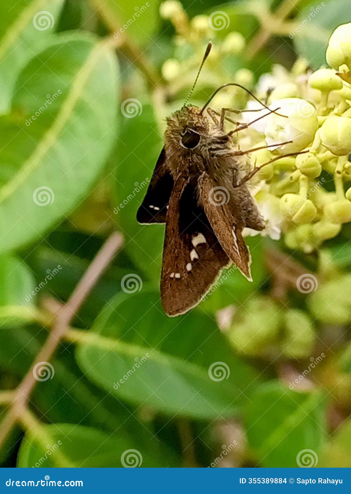 Insects Help the Pollination Process of Longan Flowers. Stock Photo ...