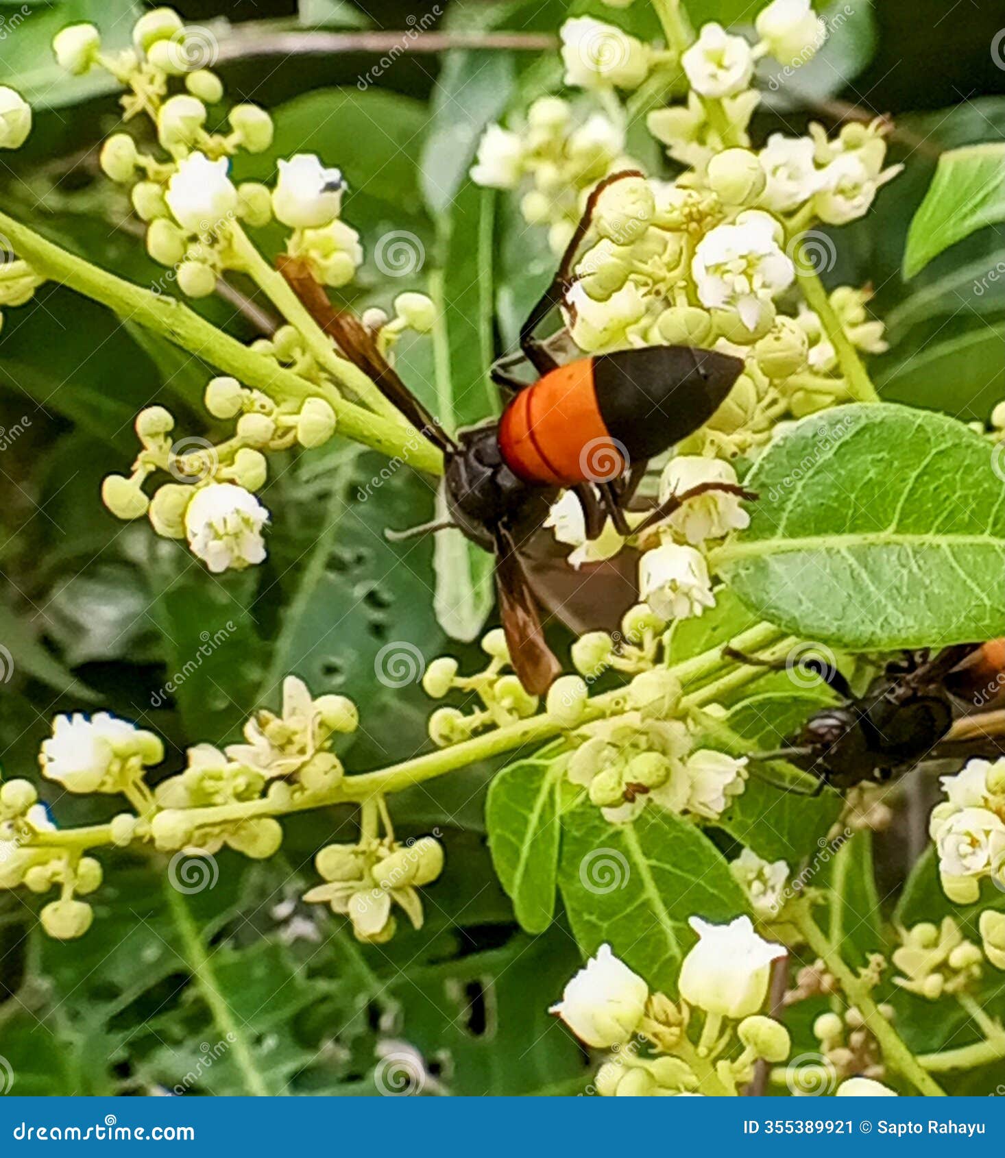 Insects Help the Pollination Process of Longan Flowers. Stock Image ...
