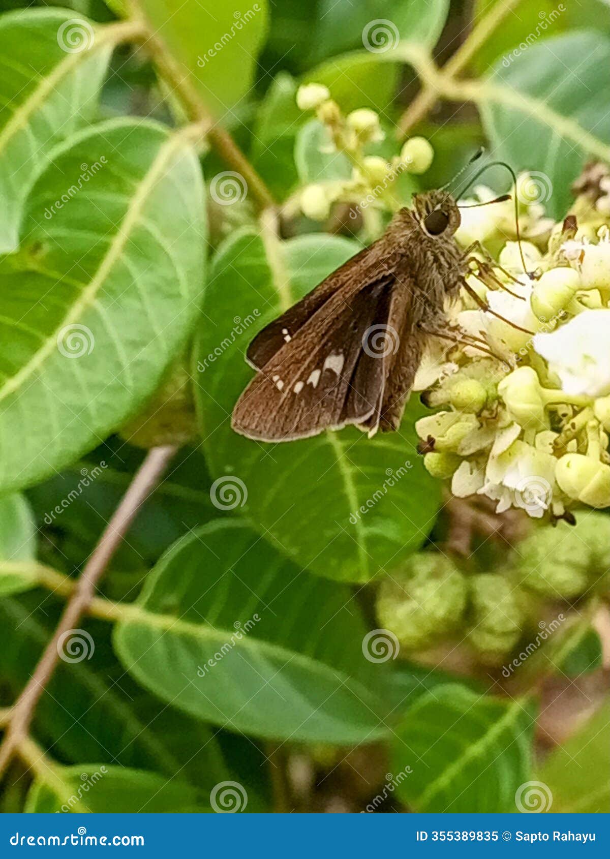 Insects Help the Pollination Process of Longan Flowers. Stock Image ...