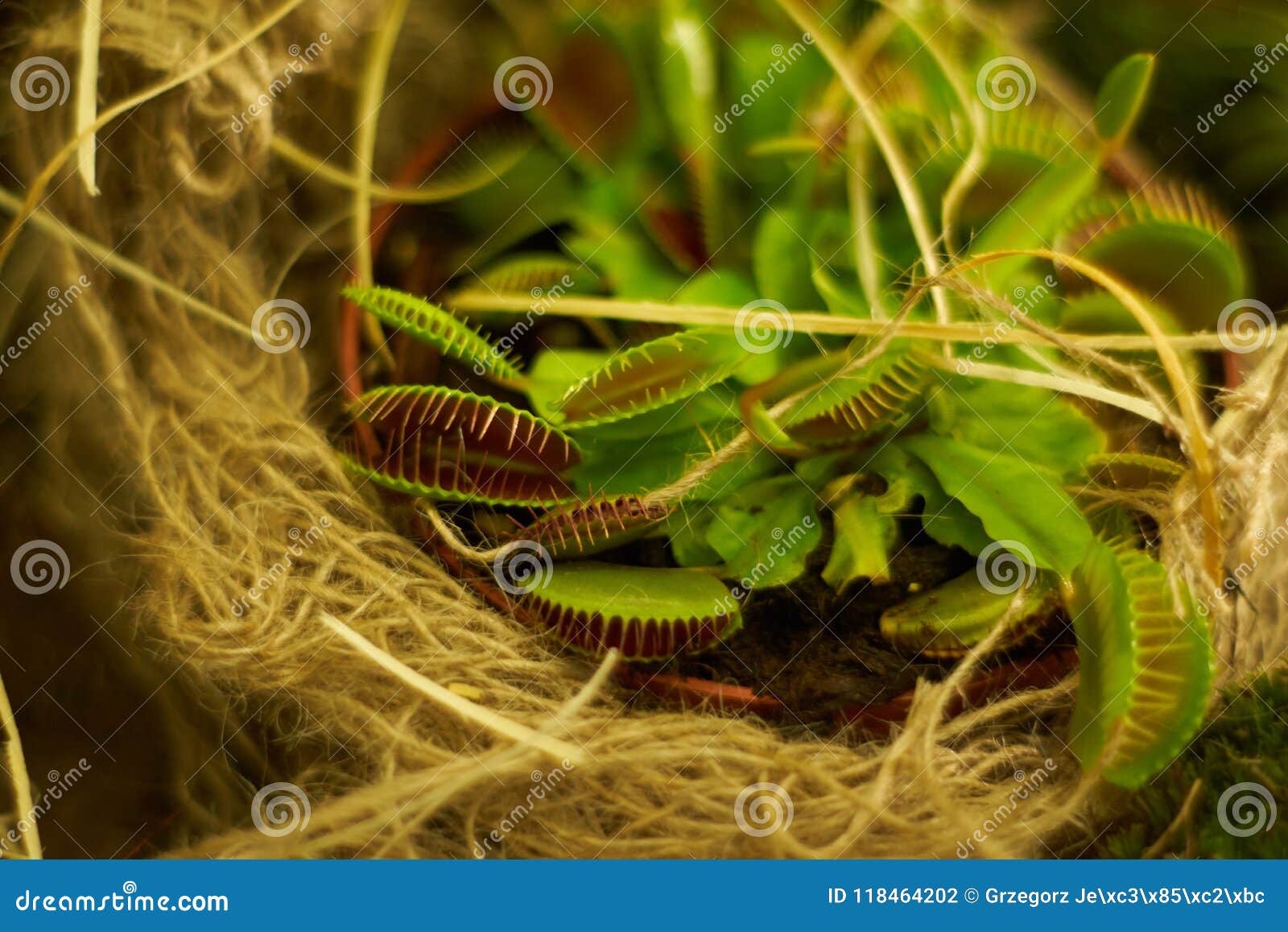 Insects housefly housefly stock photo. Image of brown - 118464202