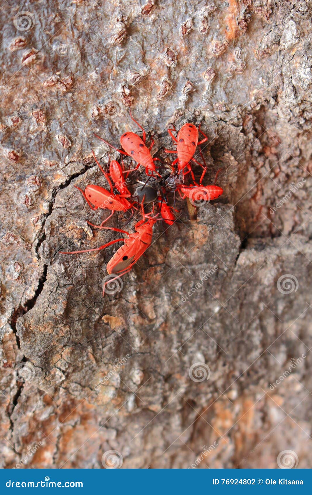 Insects stock photo. Image of group, animal, tree, insects - 76924802
