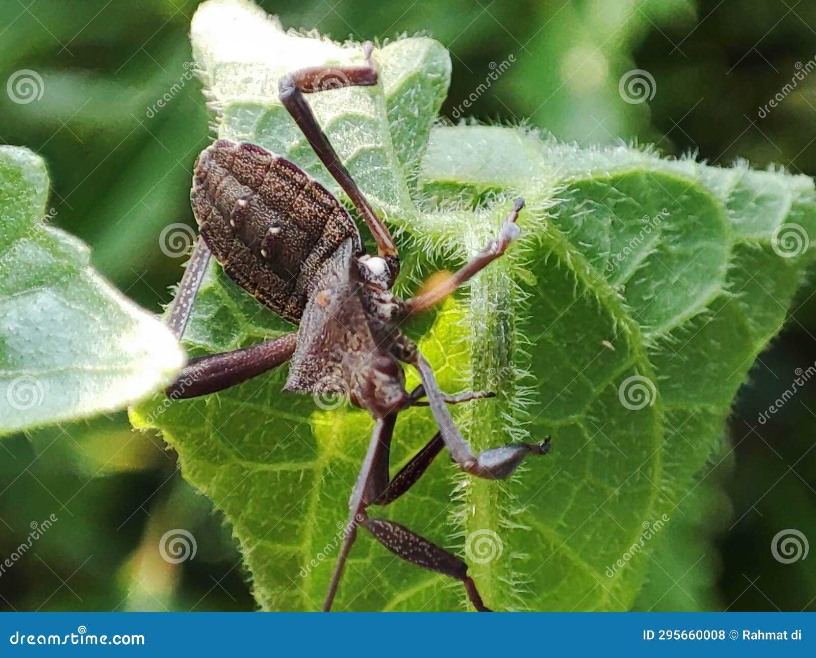 Insects are Important Pests in Crop Cultivation, Especially Rice. Stock ...