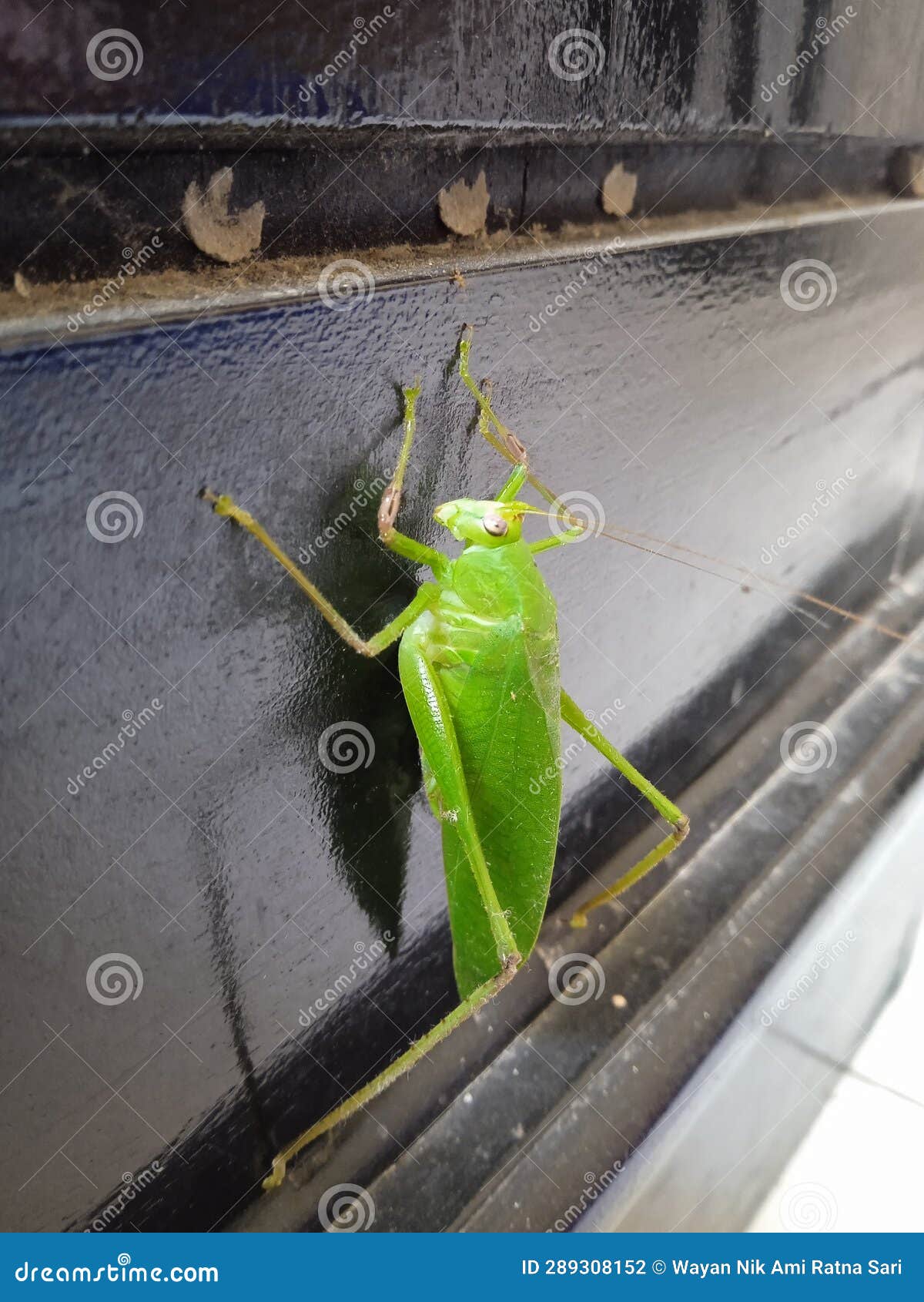 Insects from Indonesia stock photo. Image of dragonfly - 289308152