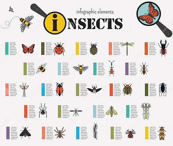 Insects Infographic Template Stock Vector - Illustration of animal ...