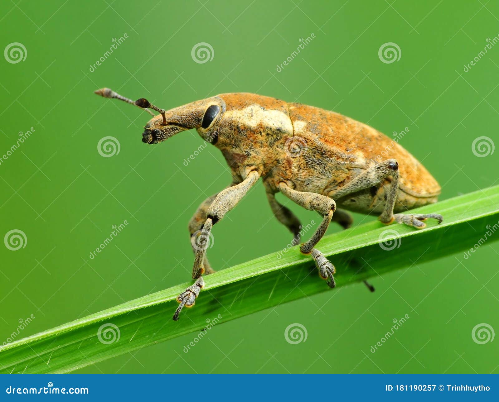 Insect Activity in daily Life Stock Image - Image of jungle, close ...