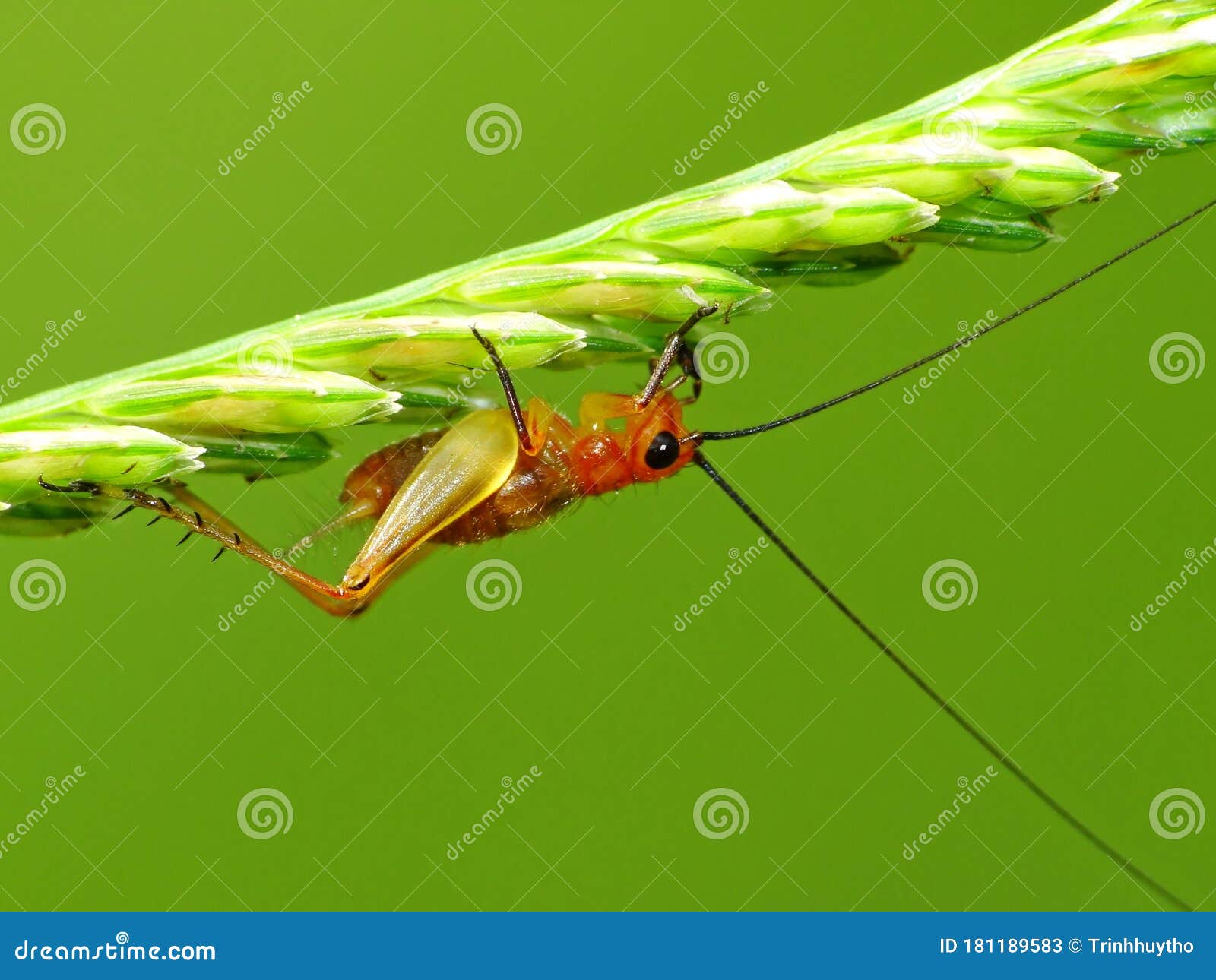 Insect Activity in daily Life Stock Image - Image of background, beetle ...