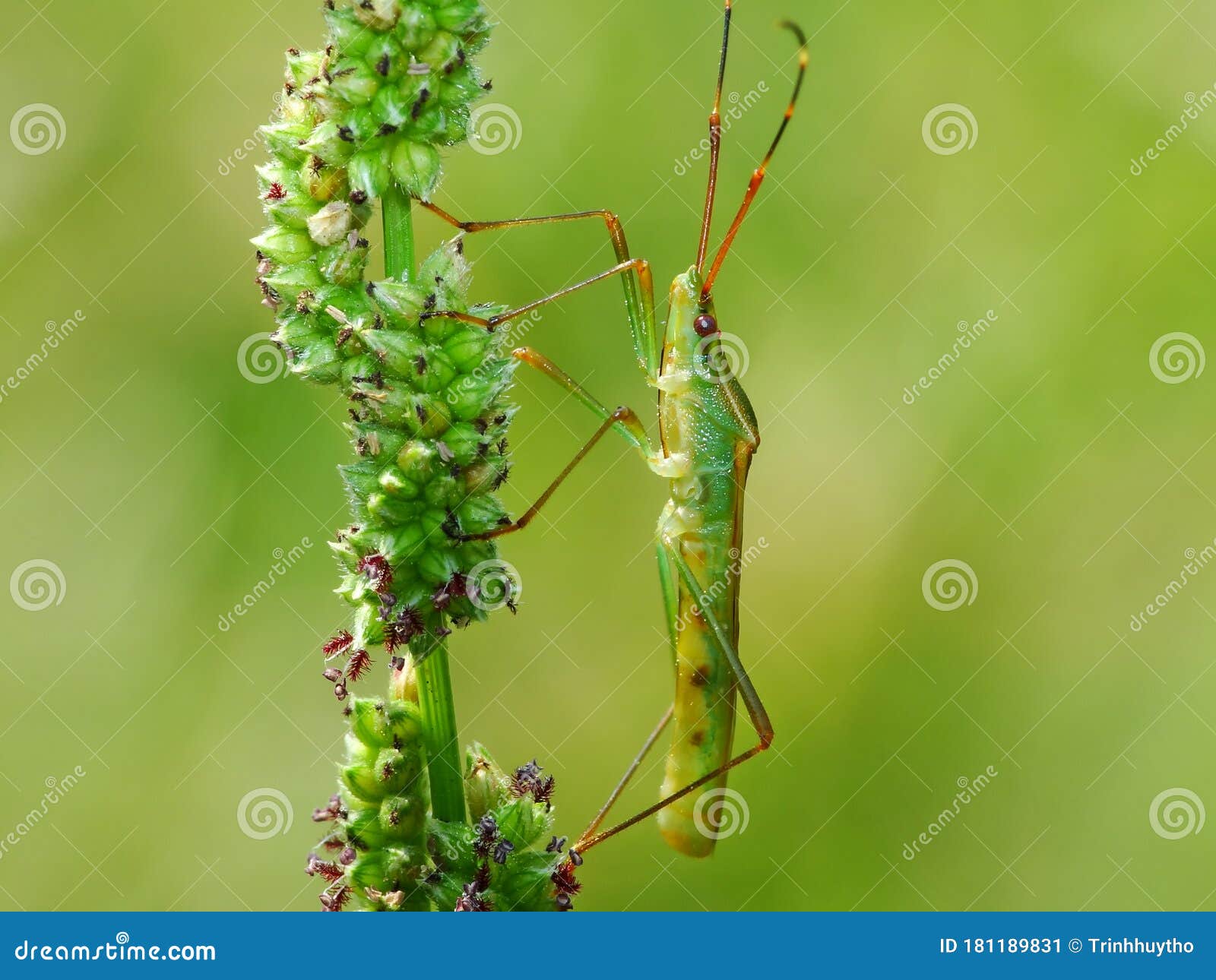 Insect Activity in daily Life Stock Image - Image of eyes, butterfly ...