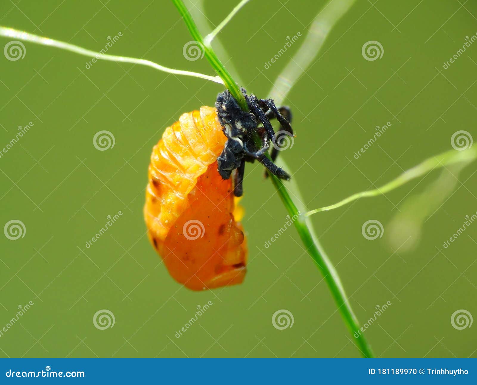 Insect Activity in daily Life Stock Photo - Image of insect, fauna ...