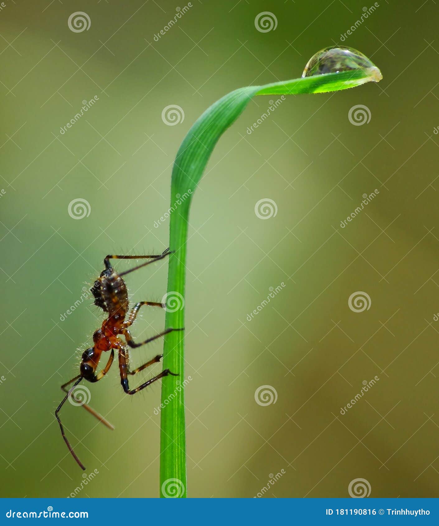 Insect Activity in daily Life Stock Photo - Image of claws, background ...