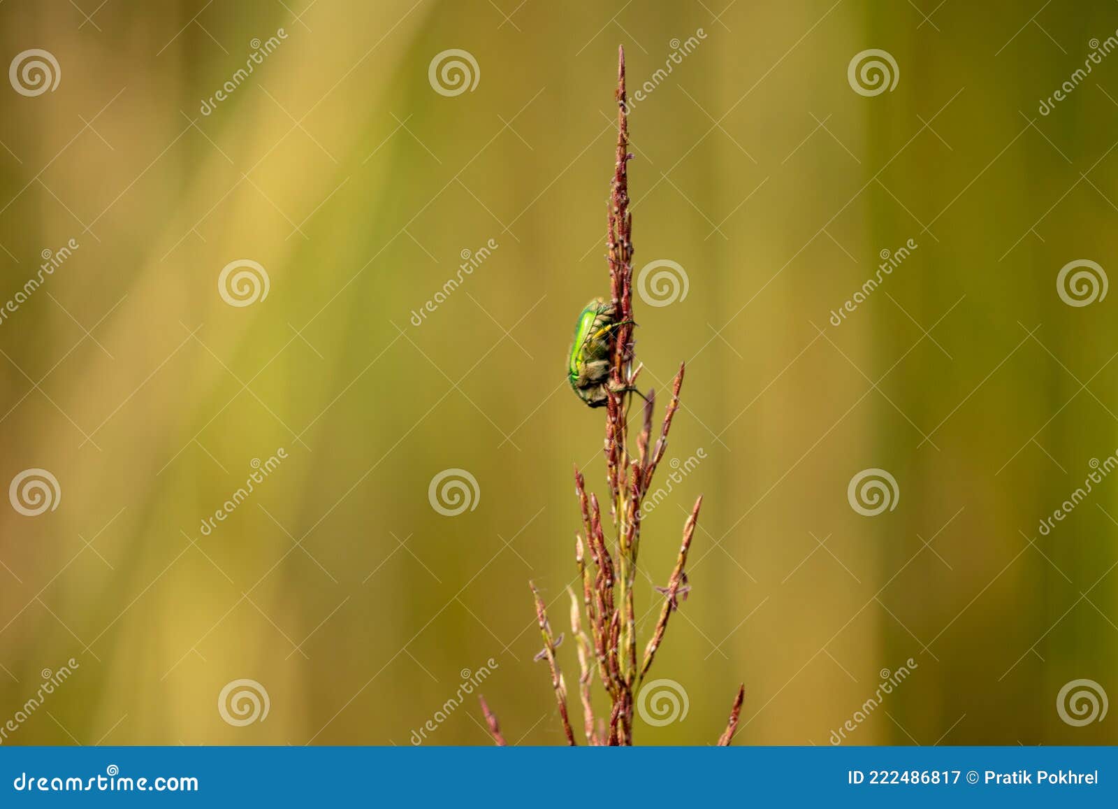 Small Insect in Plant. Nature for All. Stock Image - Image of foliage ...