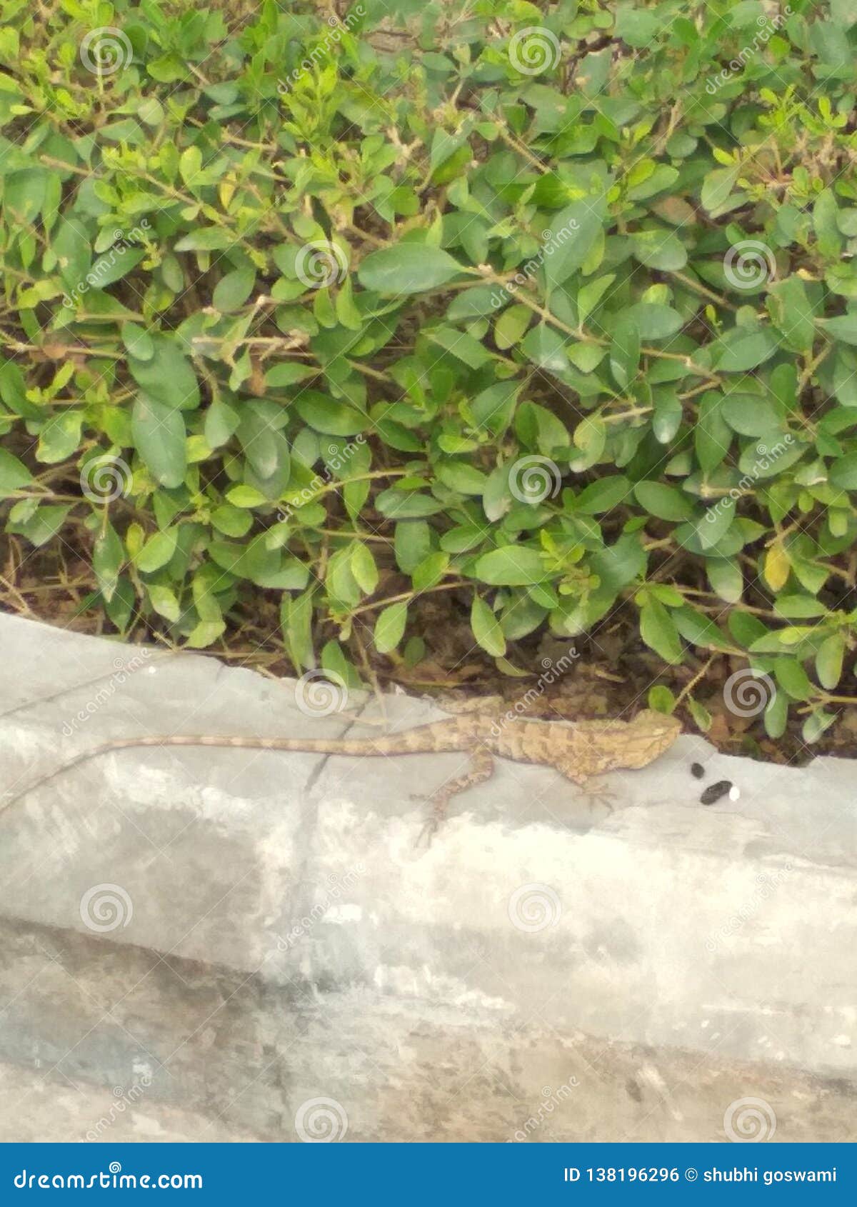 Insects stock photo. Image of insects, garden, greenery - 138196296