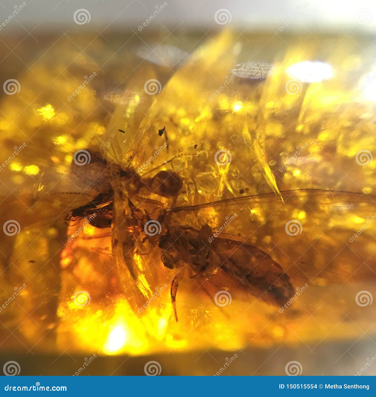 Insects inside the amber stock photo. Image of bright - 150515554