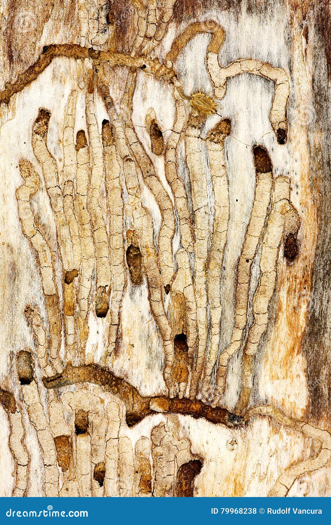 Insects inside tree bark stock photo. Image of abstraction - 79968238