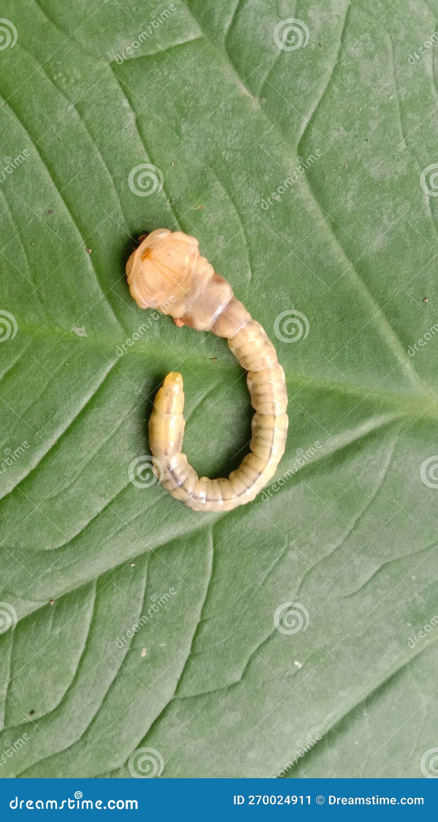 Insects Inside the Tree Called & X22;ulat& X22; Stock Image - Image of ...