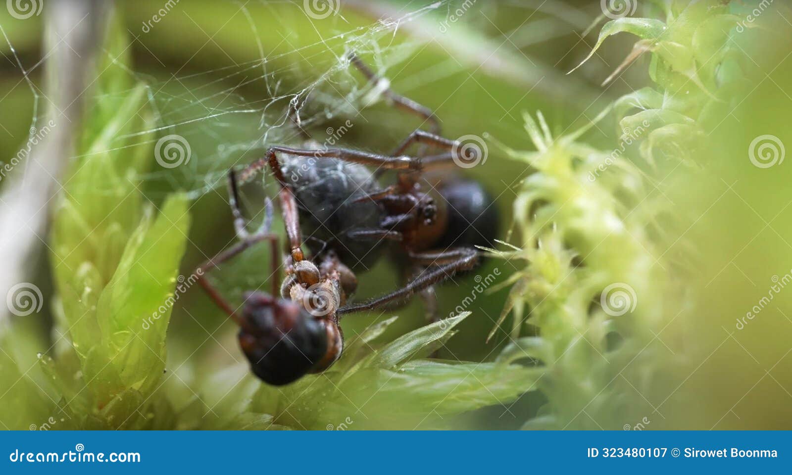 Look at ants up close. stock image. Image of pollinate - 323480107