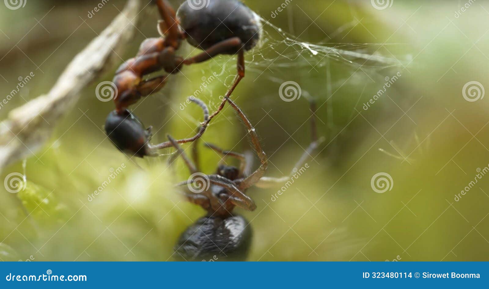 Look at ants up close. stock photo. Image of macro, insect - 323480114