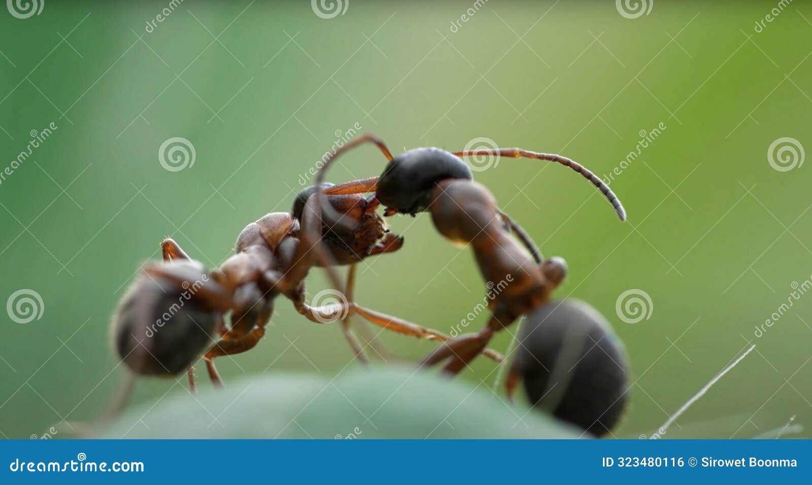Look at ants up close. stock photo. Image of macro, moth - 323480116