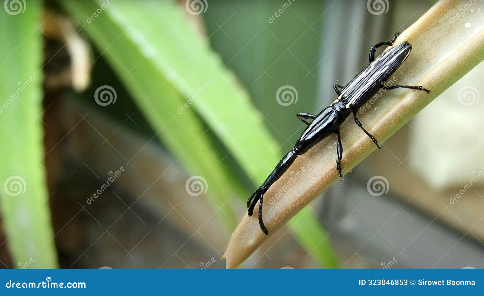 Macro Photography. World of Small Creatures. Stock Image - Image of ...