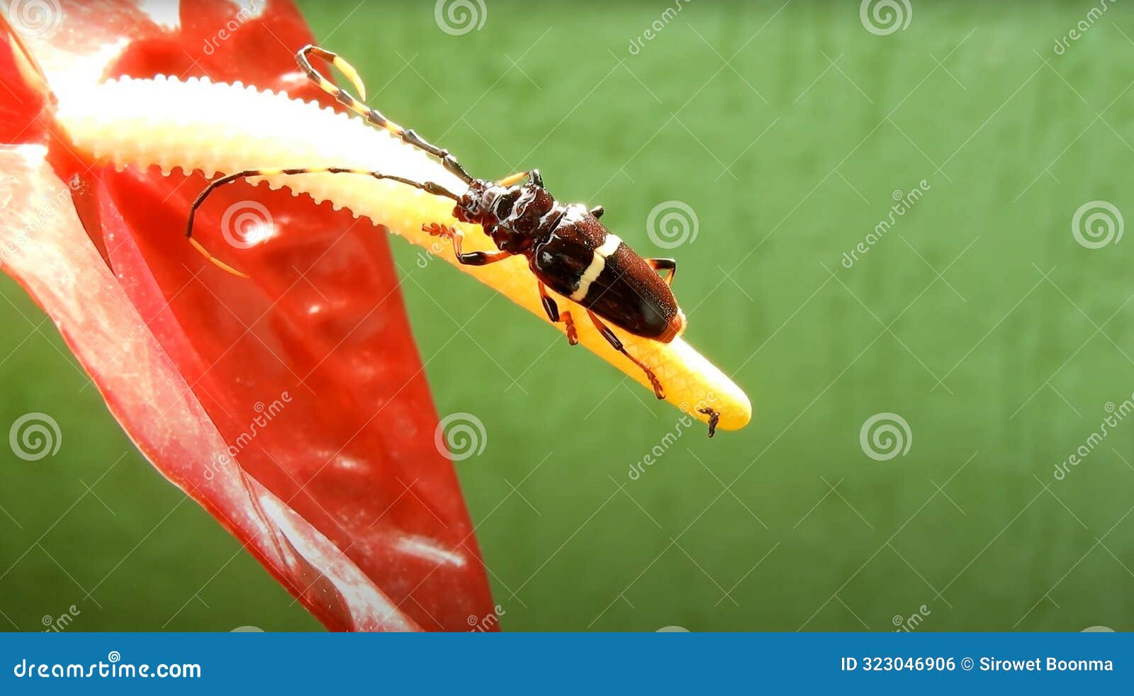 Macro Photography. World of Small Creatures. Stock Photo - Image of ...