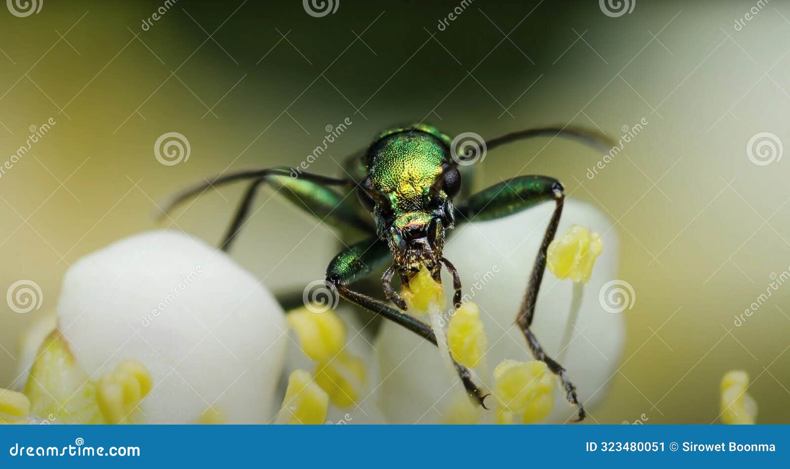 Up Close with Amazing Insects World Stock Image - Image of beetle, moth ...