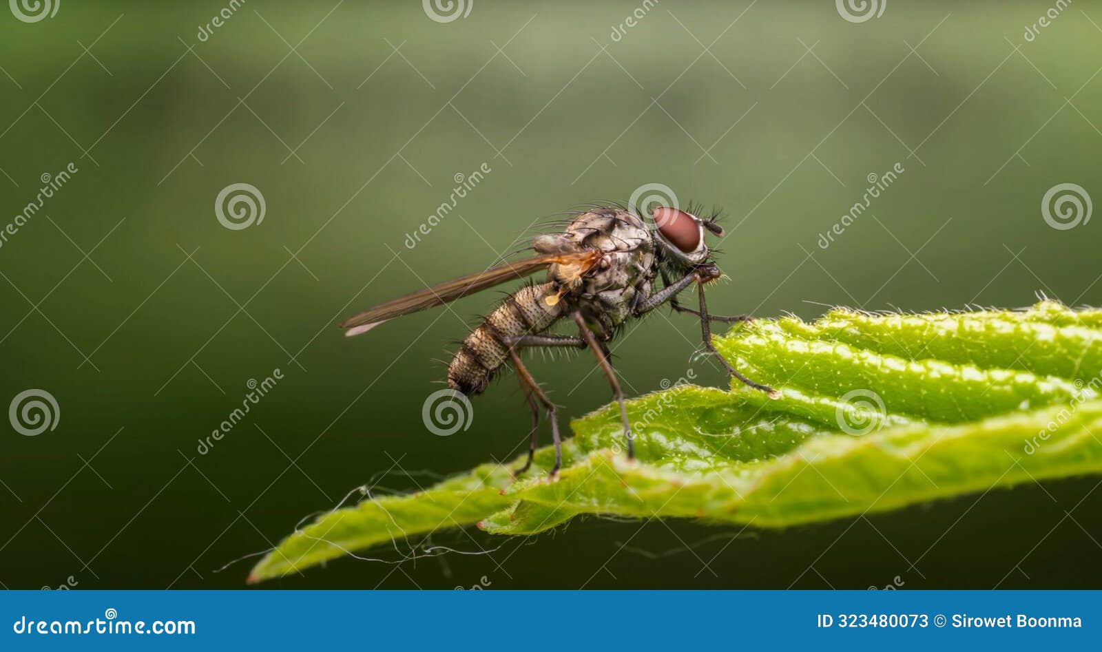 Up Close with Amazing Insects World Stock Image - Image of moth, small ...