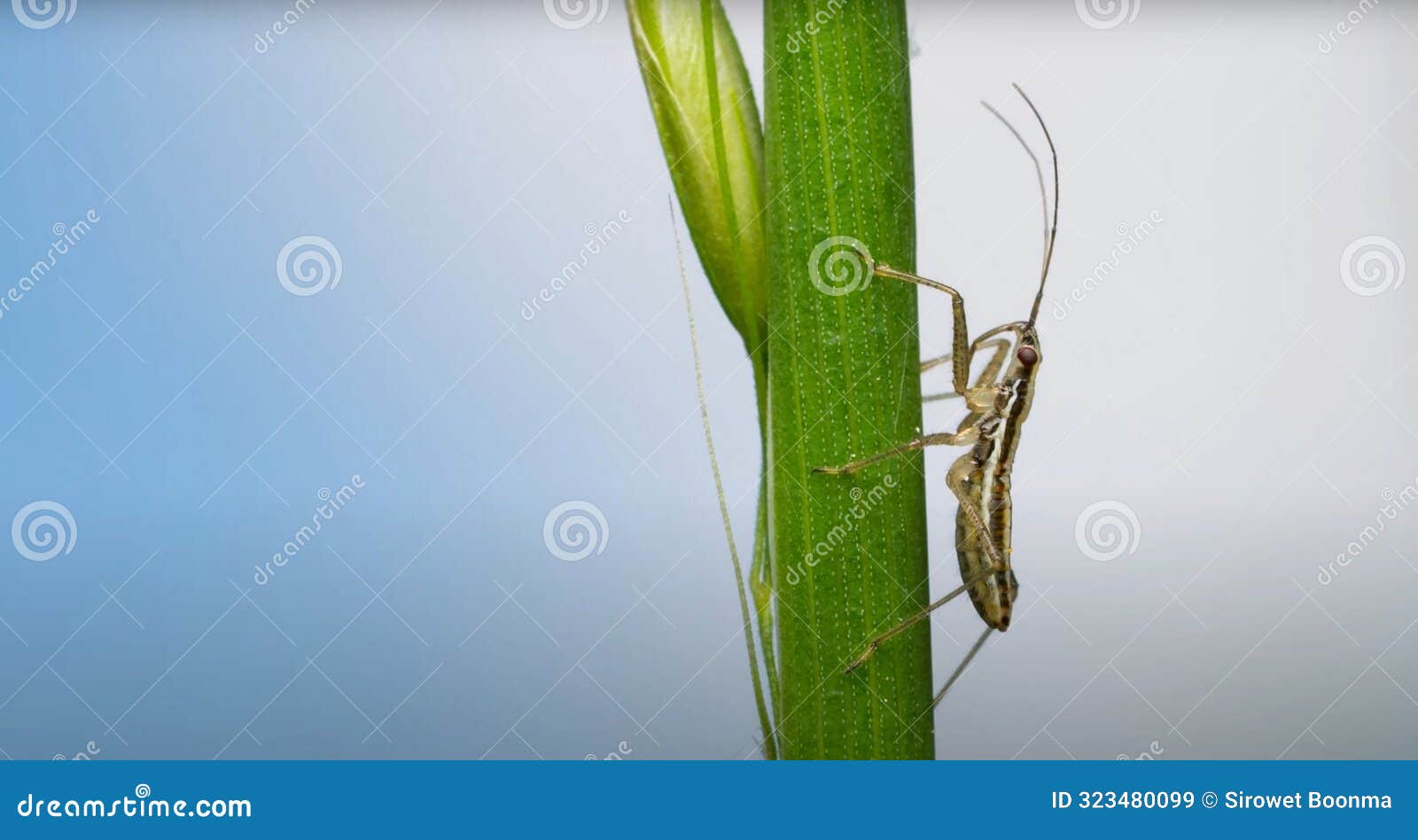 Up Close with Amazing Insects World Stock Image - Image of insect, moth ...