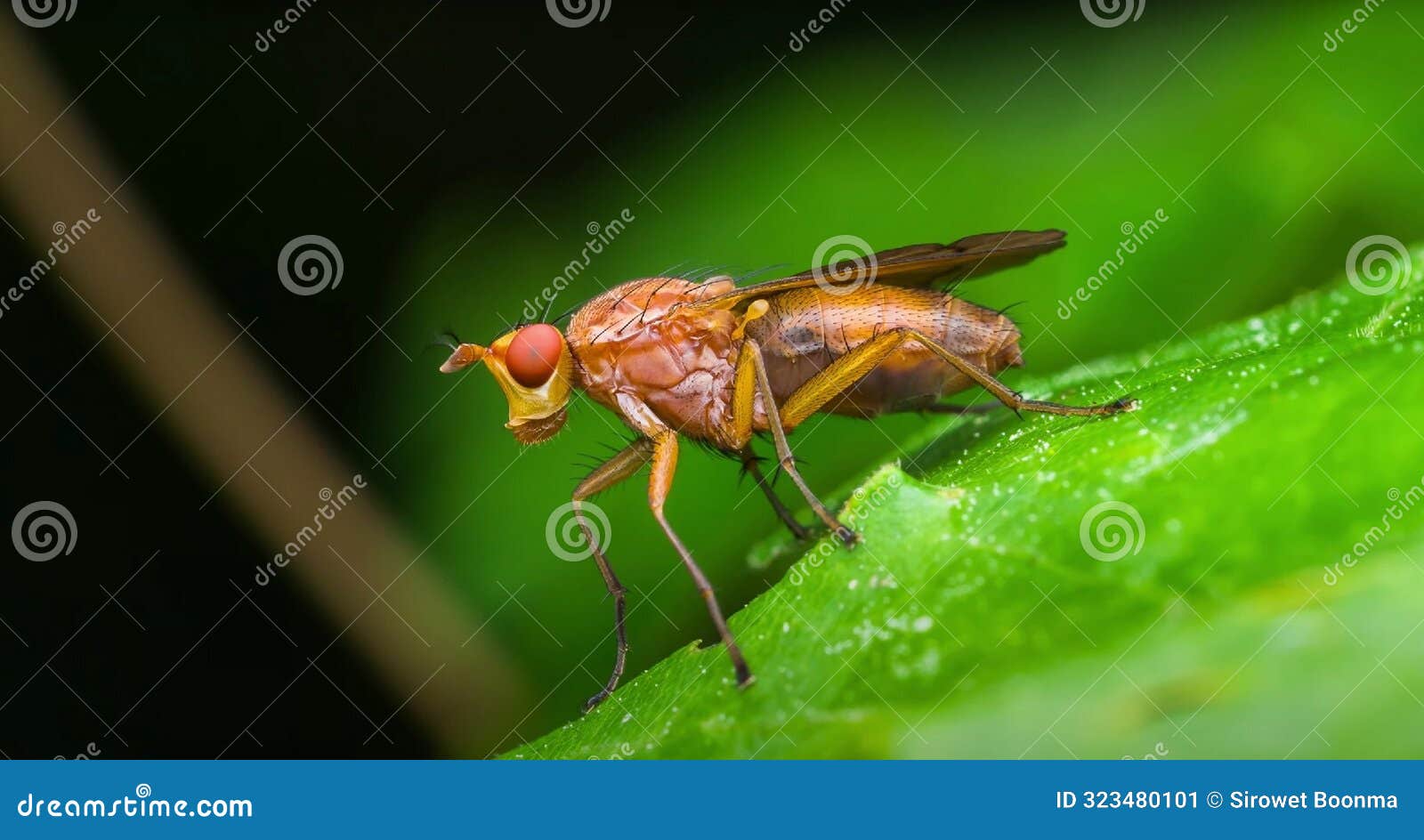 Up Close with Amazing Insects World Stock Image - Image of moth, beetle ...