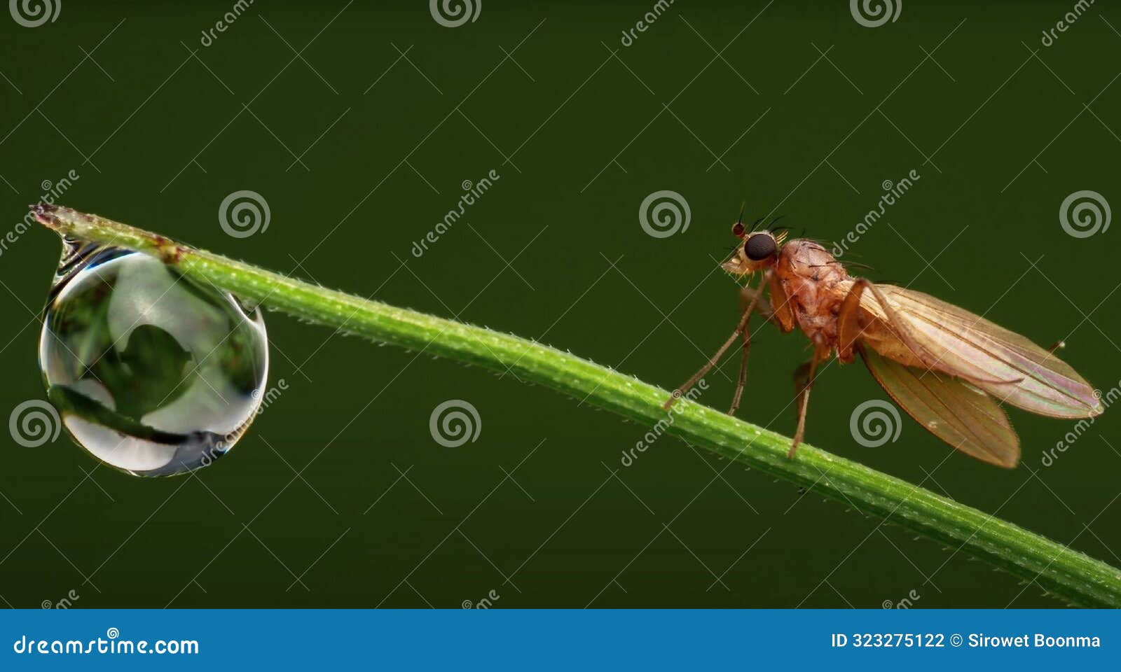 Up Close with Amazing Insects World Stock Photo - Image of pollinate ...
