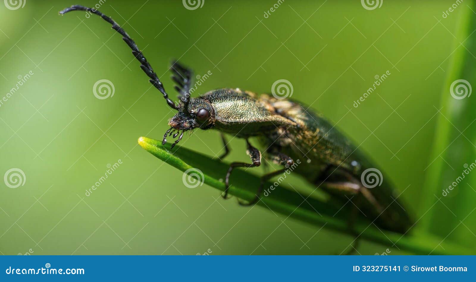 Up Close with Amazing Insects World Stock Image - Image of ...