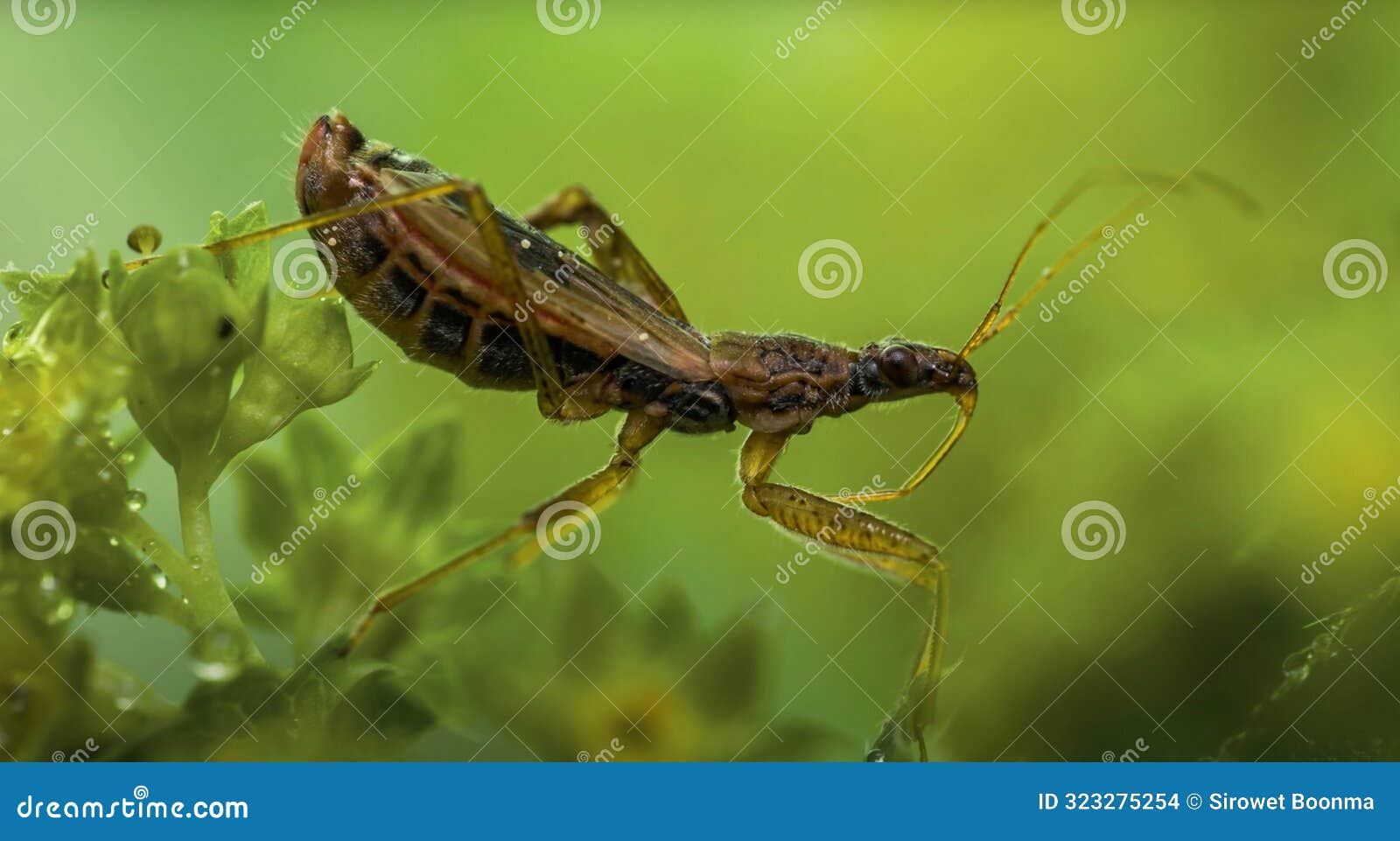 Up Close with Amazing Insects World Stock Photo - Image of insect ...
